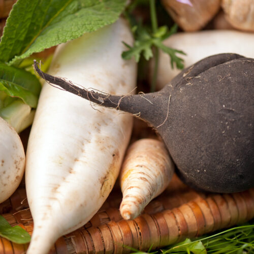 Schwarzer Rettich - Genussregion Oberfranken