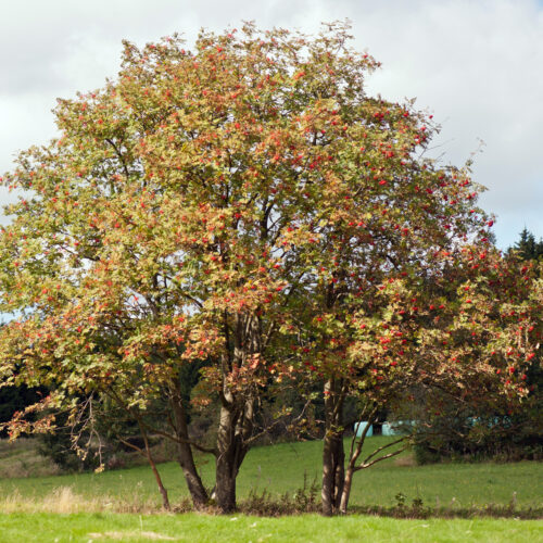 Vogelbeere - Genussregion Oberfranken