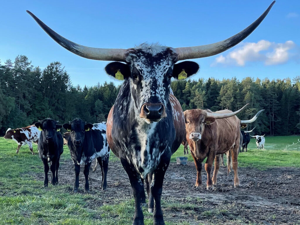 Texas Longhorn Ranch - Genussregion Oberfranken